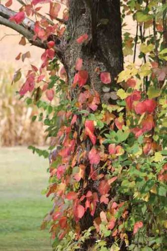 How to Identify, Treat, and Remove Poison Ivy - Grit